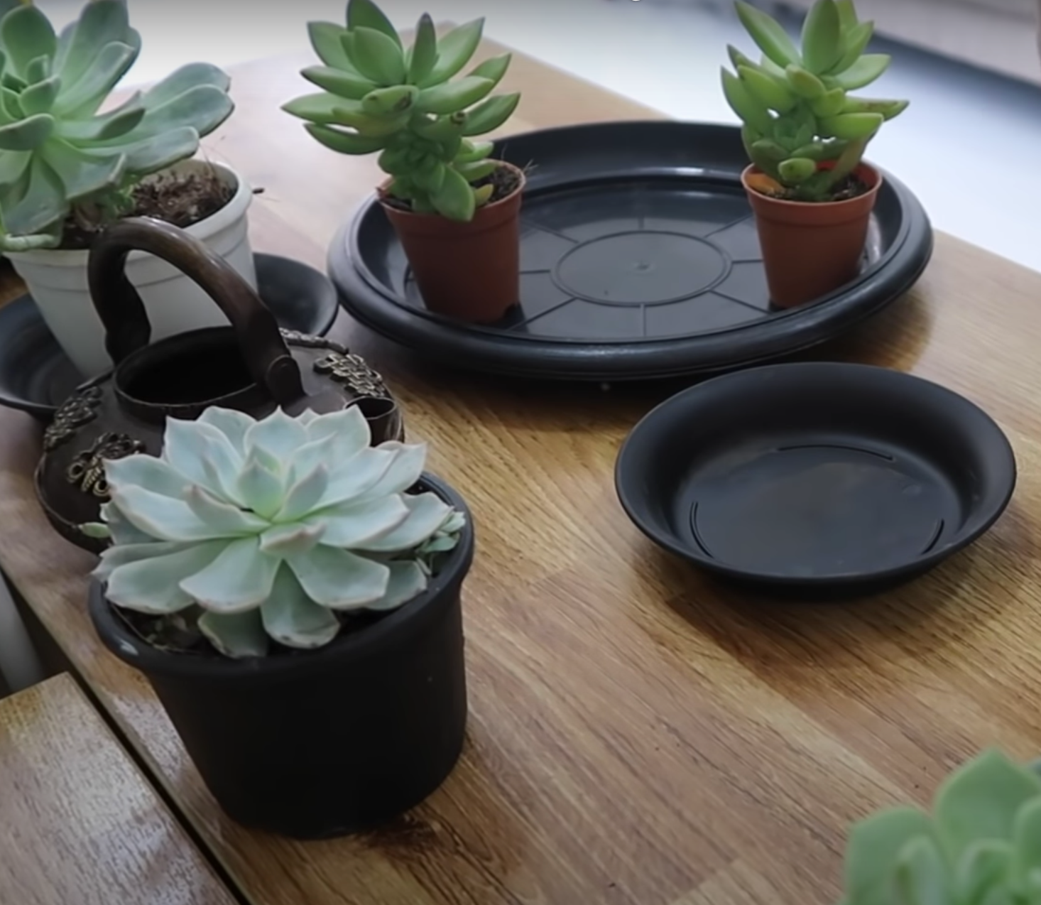 Optimal Watering Techniques for Succulents and Cacti in 2025