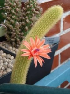 Beginner's Guide to Caring for Rat Tail Cactus in 2025