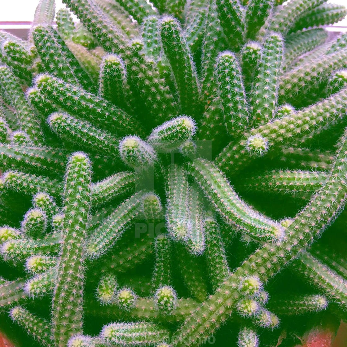 Beginner's Guide to Caring for Rat Tail Cactus in 2025