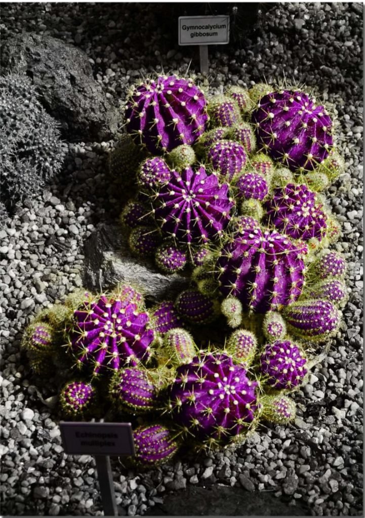 The 7 Most Stunning Purple Cacti and Their Care in 2025