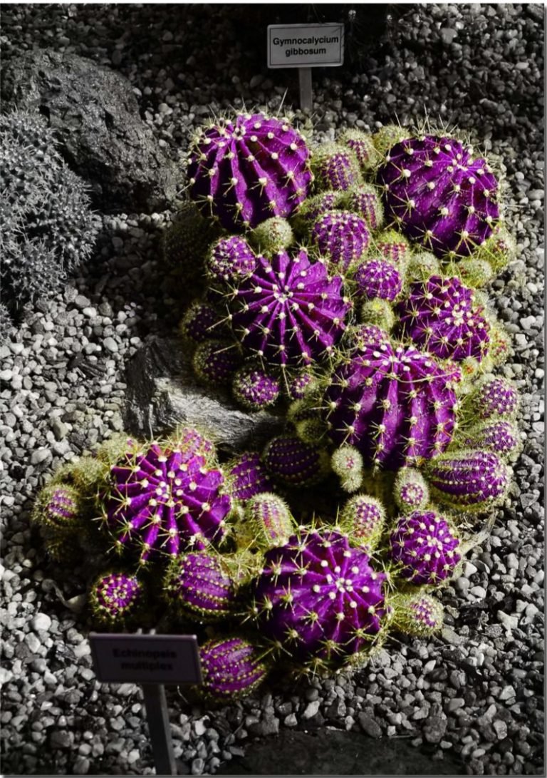 The 7 Most Stunning Purple Cacti and Their Care in 2025