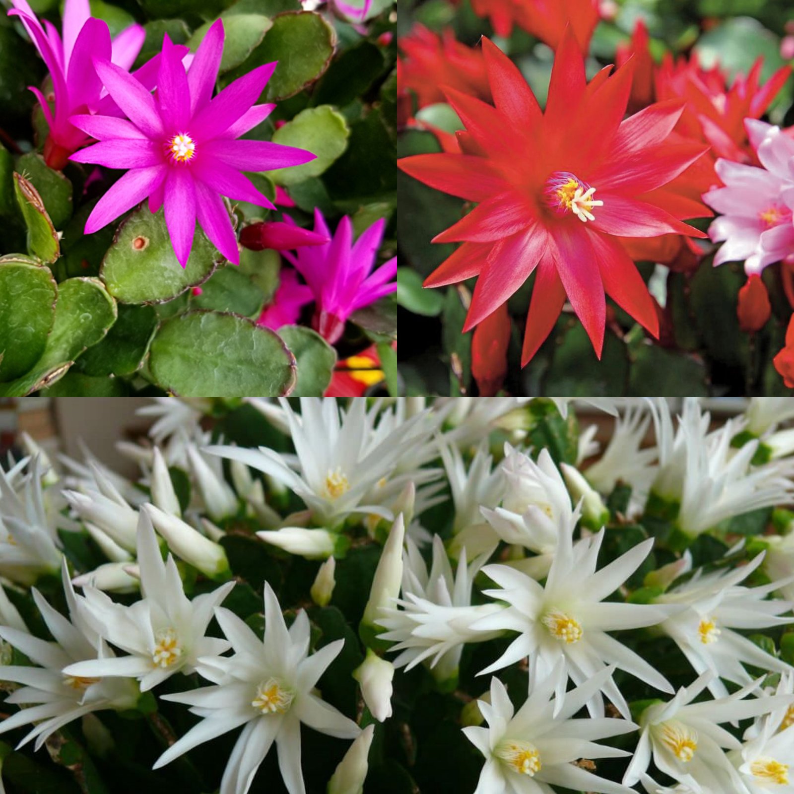 10 Expert Secrets for Successfully Growing Easter Cactus in 2025
