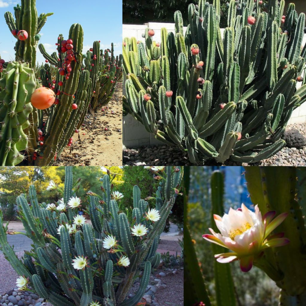 10 Tall Succulents and Cactus That Are Popular Choices for Your Garden 2025