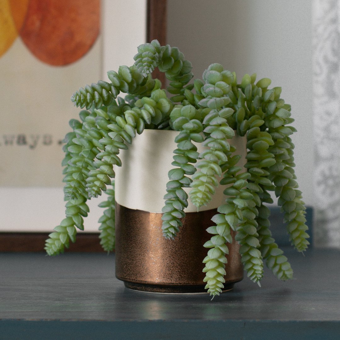 2025 Guide to Growing and Caring for Monkey Tail Cactus