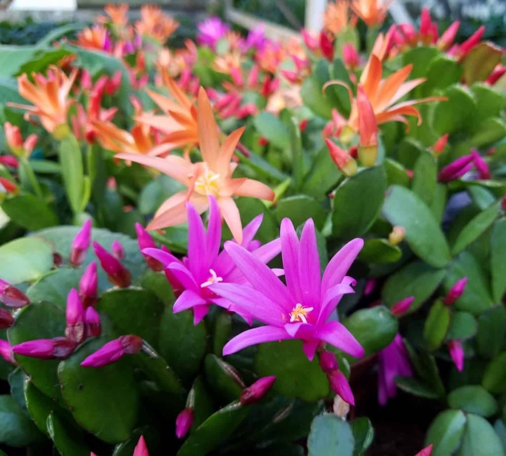 10 Expert Secrets for Successfully Growing Easter Cactus in 2025