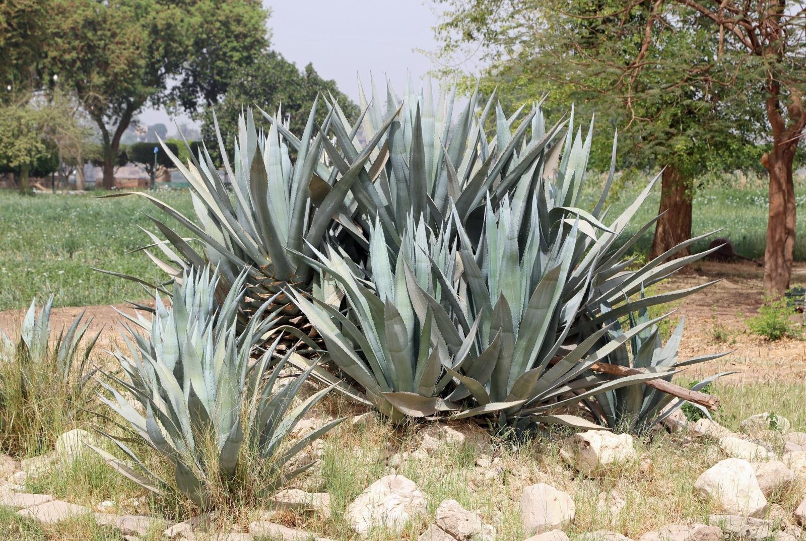 12 Aromatic Succulent and Cactus Varieties Ideal for Homes and Offices ...