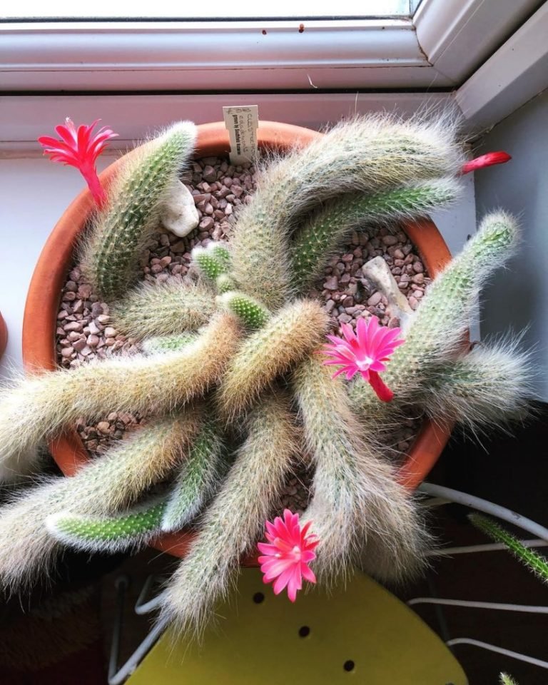 2025 Guide to Growing and Caring for Monkey Tail Cactus