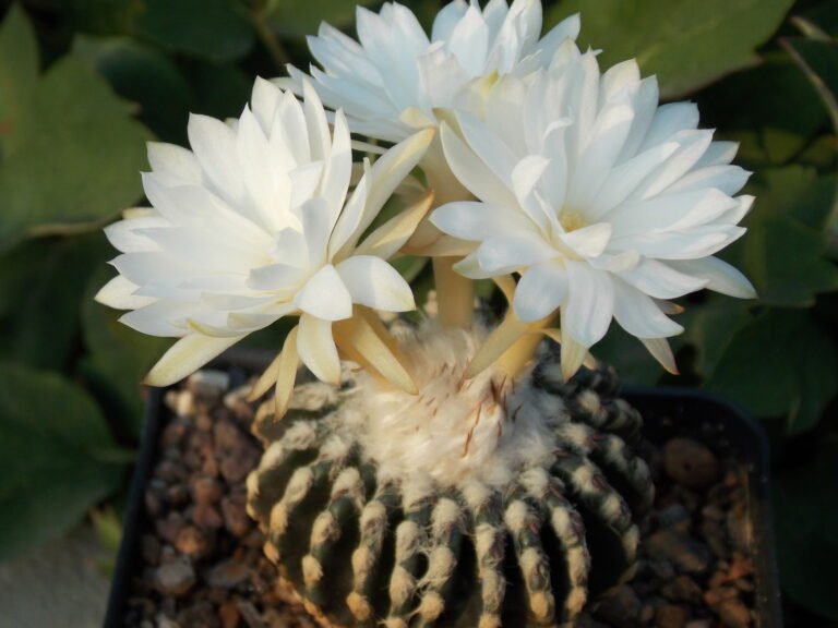 Rare Cactus Types for Collectors – Unique Specimens & Growing Tips