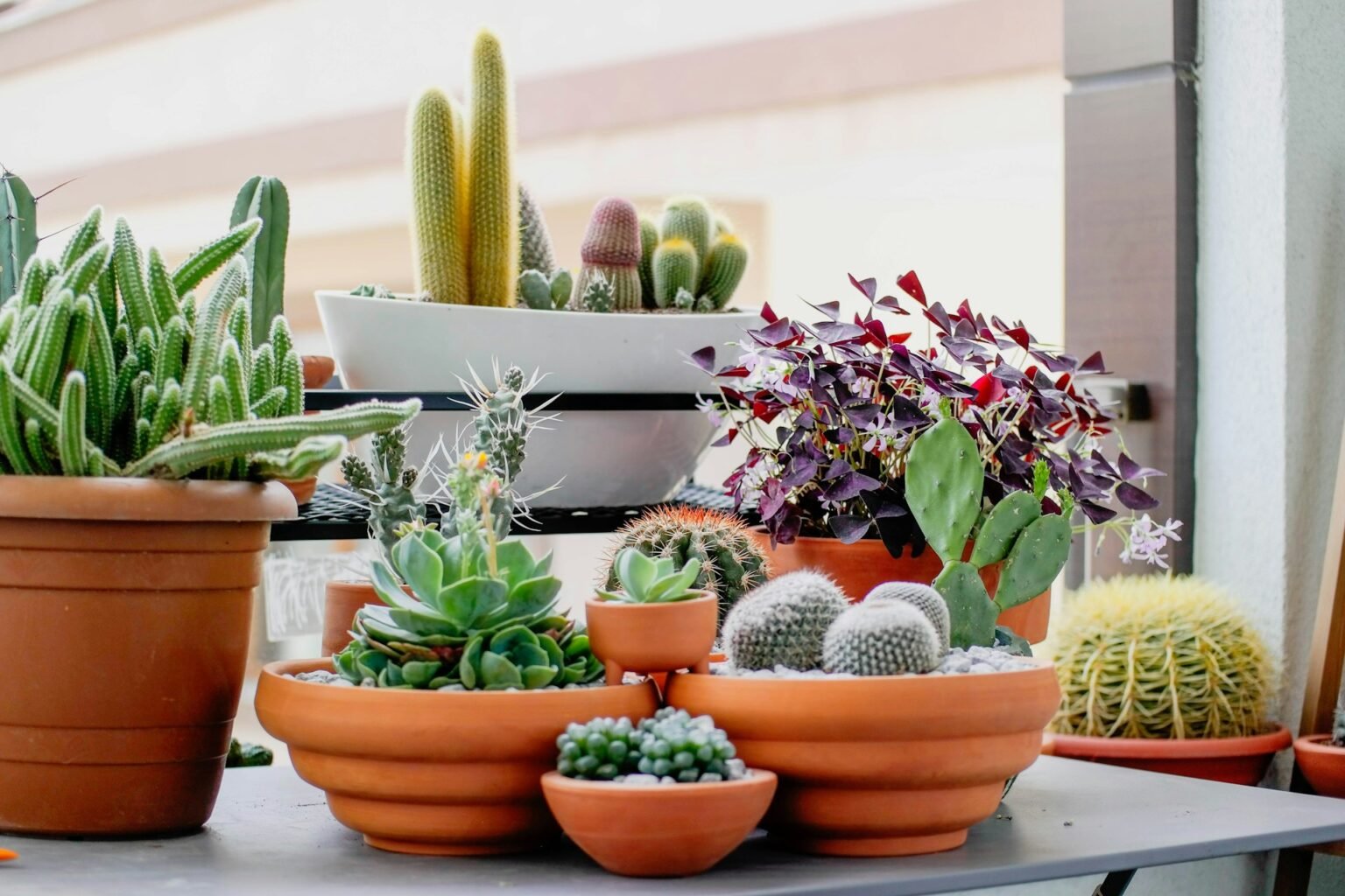 How to Care for Succulents in Dubai Heat | Best Succulents for UAE ...