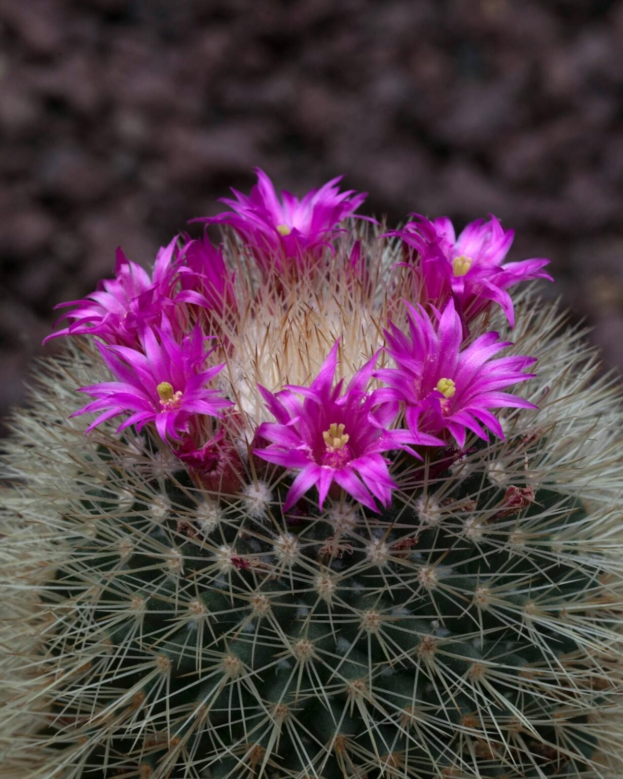 Blooming Cactus Varieties for Home: Top Indoor Cacti That Flower ...