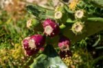 Peruvian Apple Cactus Care Guide: Growth, Blooming, and Edible Fruit ...