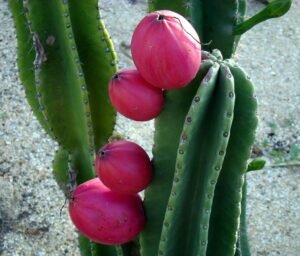 Cactus Plants That Produce Edible Fruit | 10 Delicious Fruiting Cacti ...