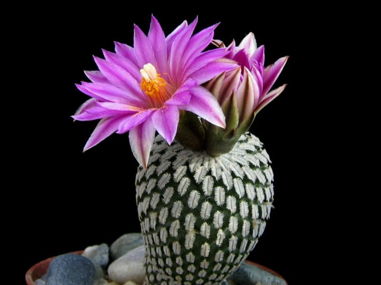 Rare Cactus Types for Collectors – Unique Specimens & Growing Tips