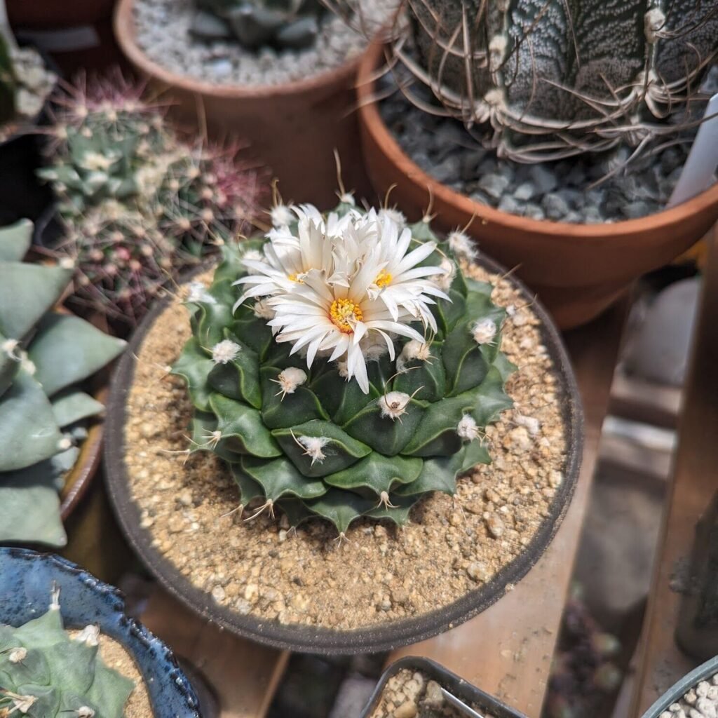 Rare Cactus Types for Collectors – Unique Specimens & Growing Tips